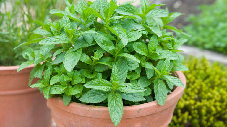This easy-to-grow herb may help keep squirrels at bay in your garden