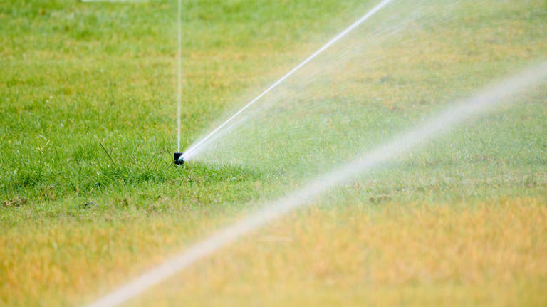 The unlikely sign your lawn has too much nitrogen (& the simple ...