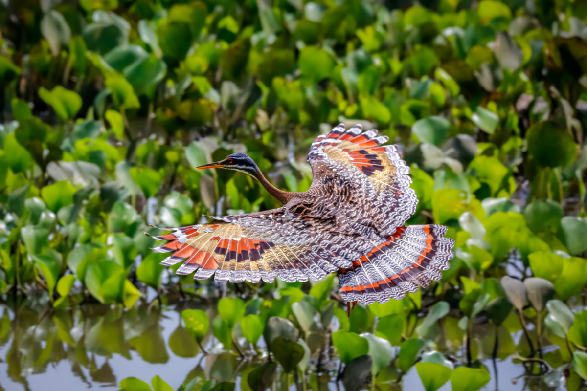 North Florida Wildlife Center introduces rare sunbittern bird with ...