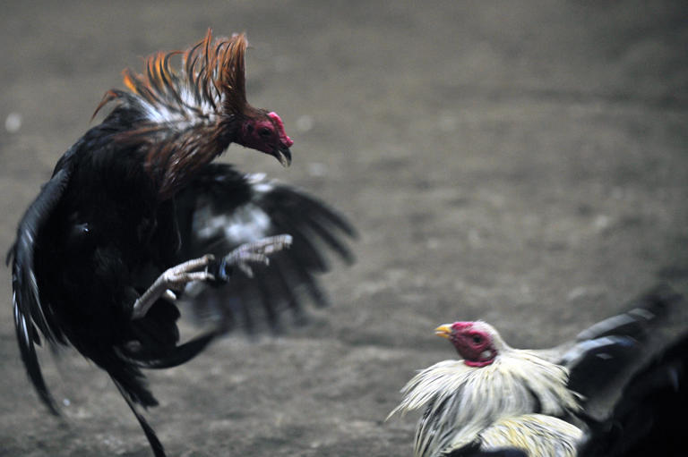 Cockfighting bust lands Mississippi landowner and 59 people in custody