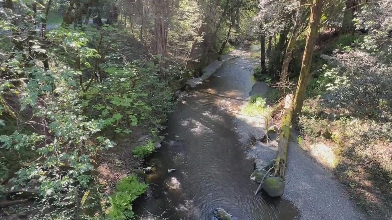 Salmon population restoration project in Marin County continues with ...