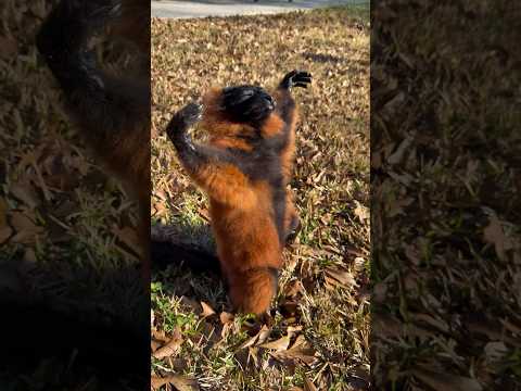 Lemur summer is the new hot girl summer
