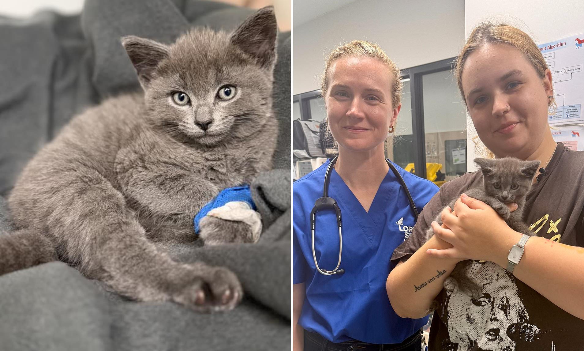 Horror over sickening act that left an abandoned kitten badly injured ...