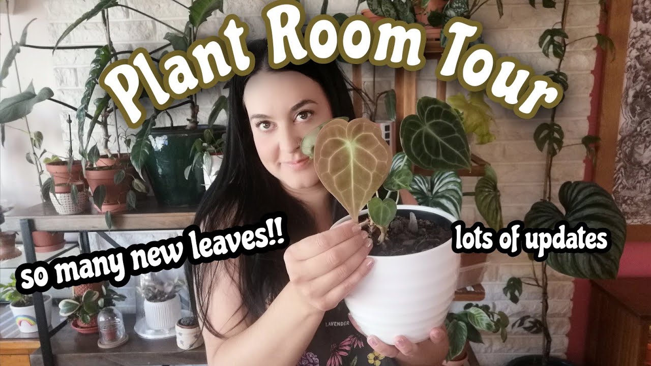 Houseplant tour: Exciting updates and promising growth in my plant ...