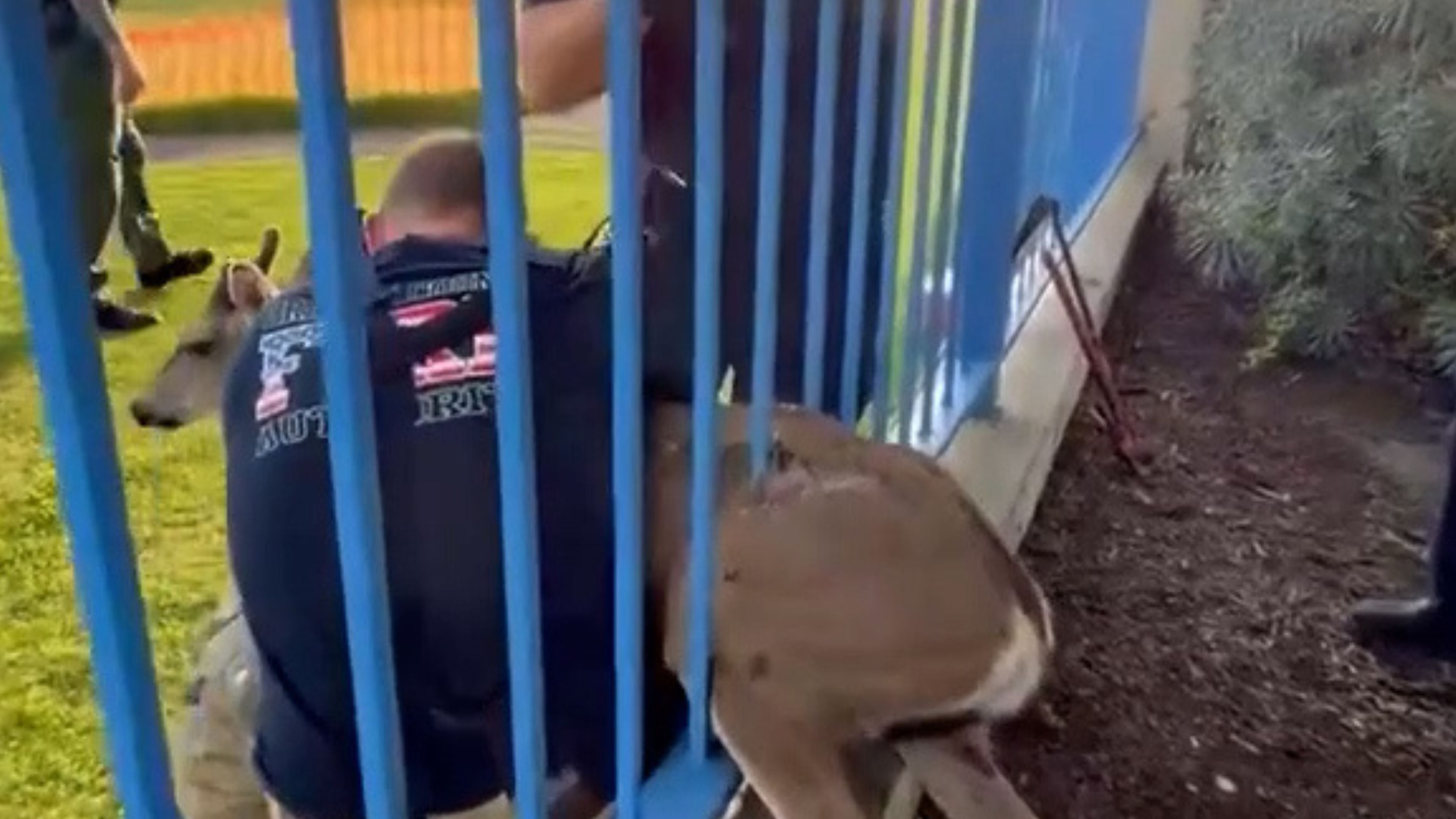 Deer rescued after becoming trapped in fence on Easter morning