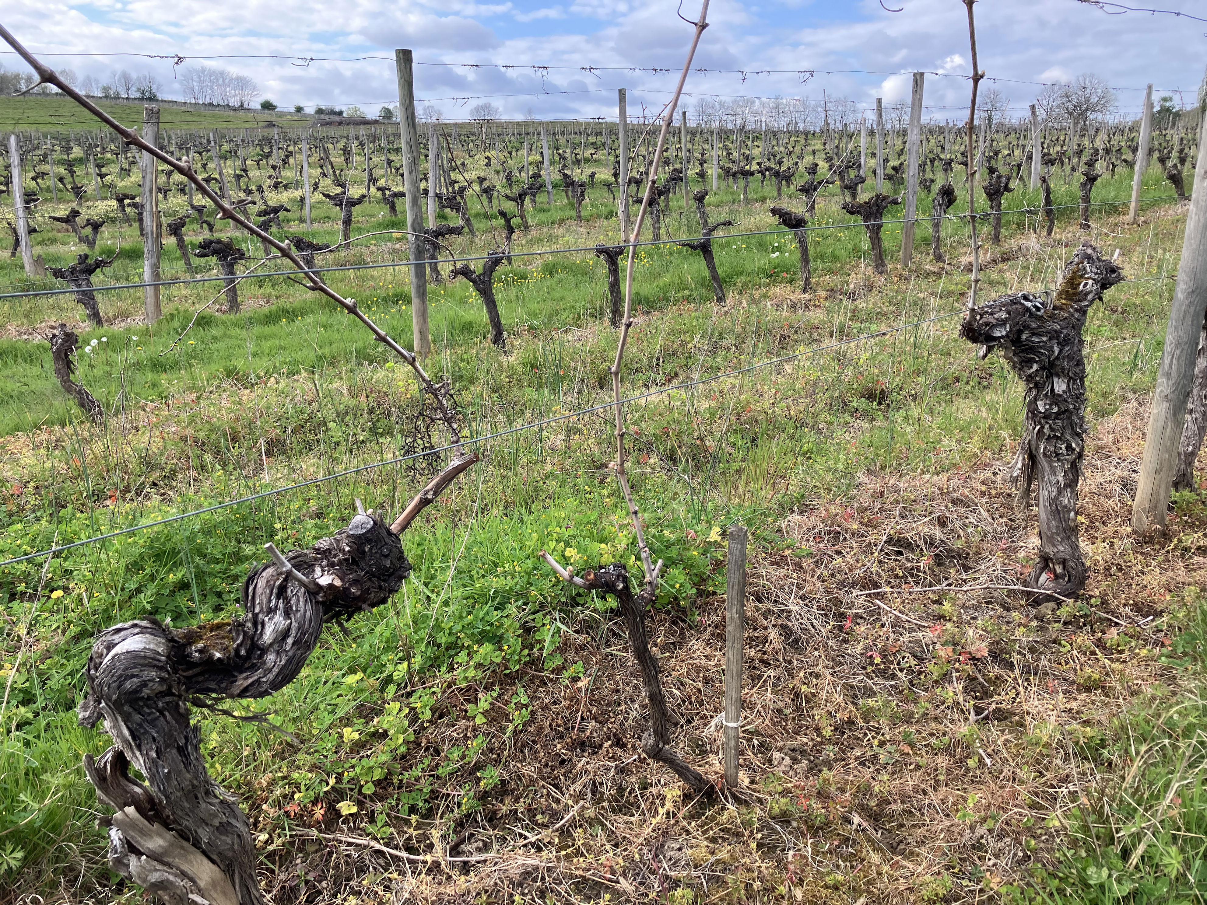 Richard Esling on the grapevine: The existential threat of spring frost