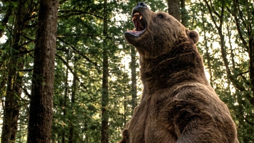 Ein 300-kg-Grizzly riss ihn zu Boden - Minuten später griff er erneut an