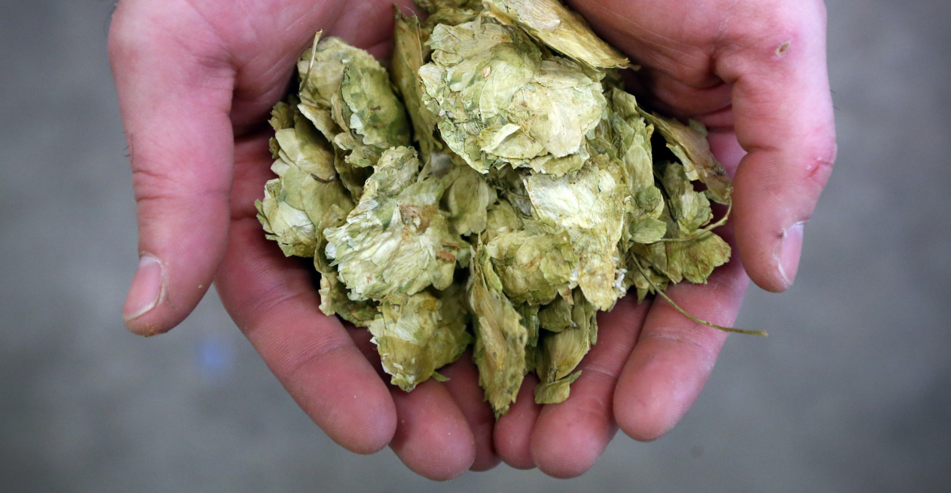 Beyond beer: The health benefits of hops