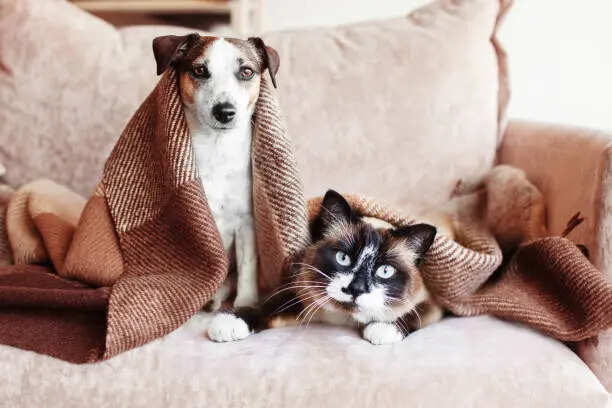 Is your pet stressed? Common signs every pet owner should know