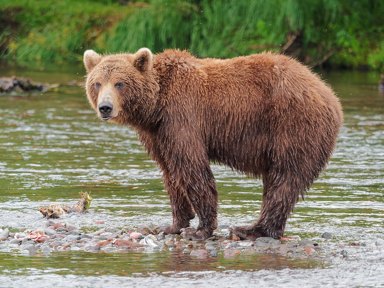 Top 5 bear defense calibers guides swear by in 2026
