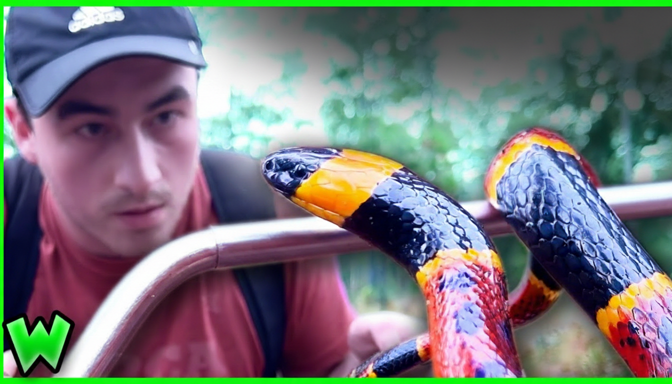 How a coral snake bite can turn fatal without immediate medical control