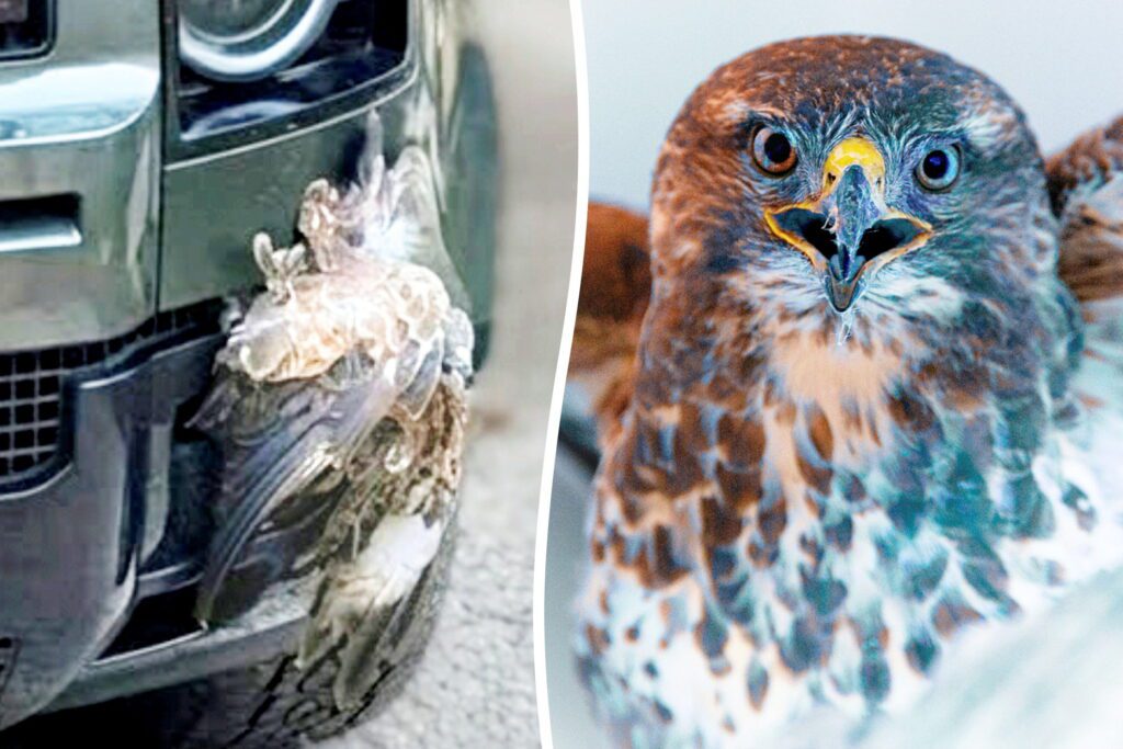 Buzzard 'lucky to be alive' after becoming stuck in 4×4 bumper