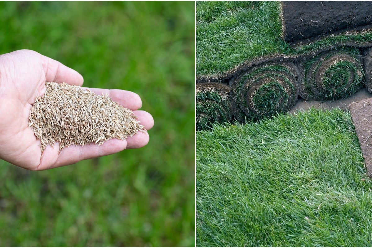 Turf vs seed: which is the best option for you?