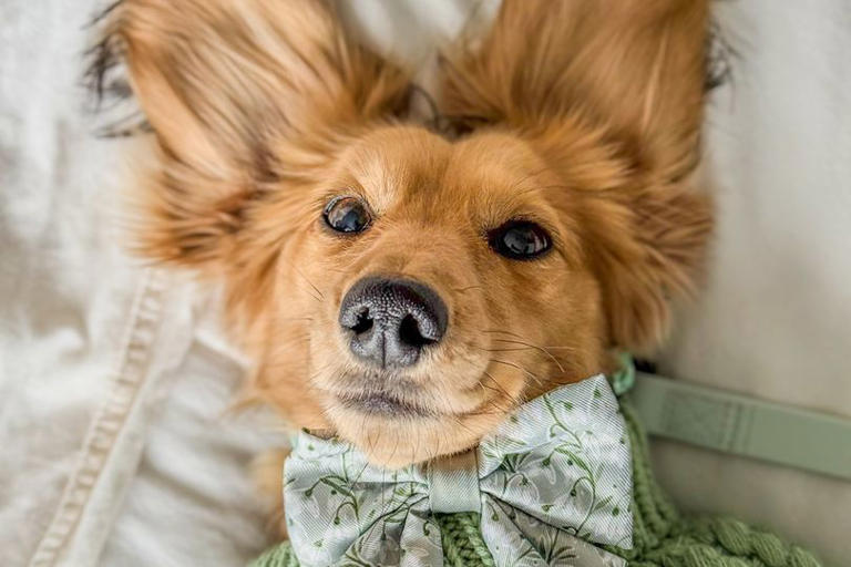 My dachshund earns more than us, he's paying for our £50k wedding