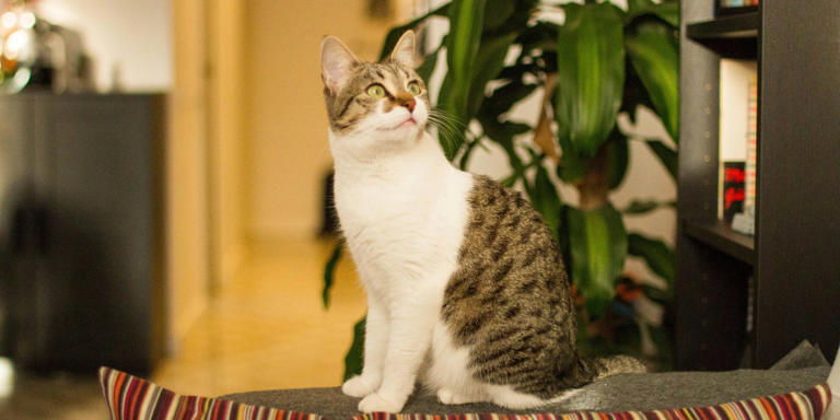 Spanish court backs pet ban: key points for expats with pets
