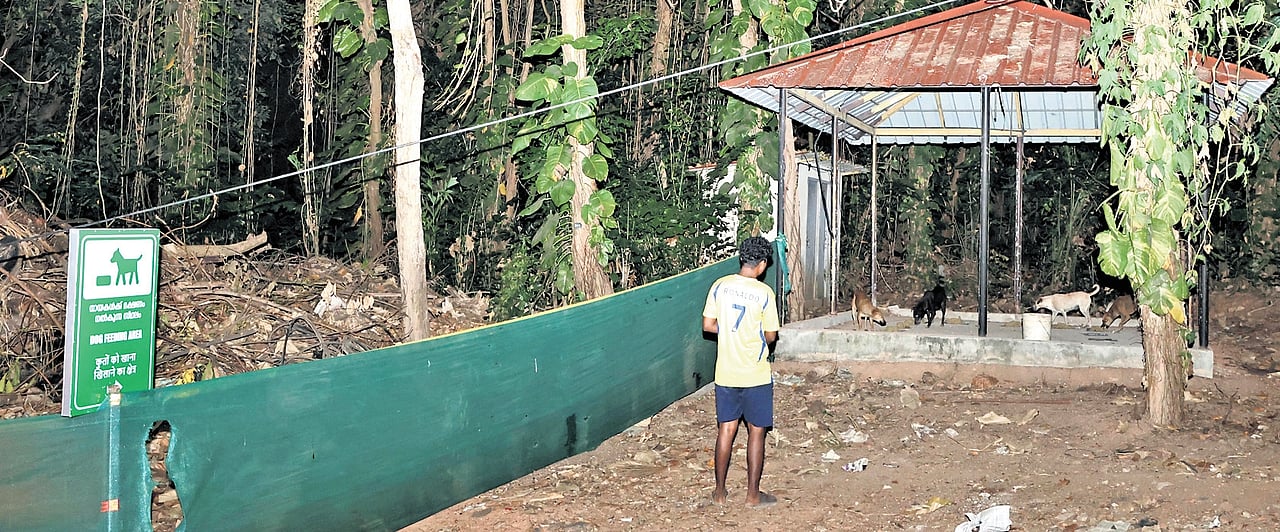 Army station in Thiruvananthapuram opens gates for stray dogs