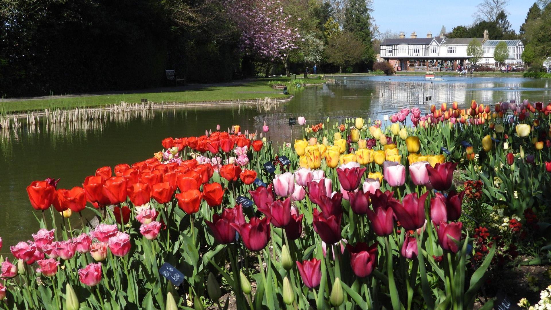 Tulips bring riot of colour to spring festival