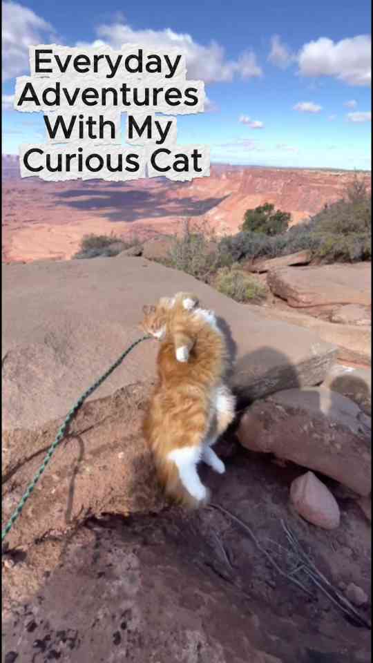 Everyday adventures with my curious cat