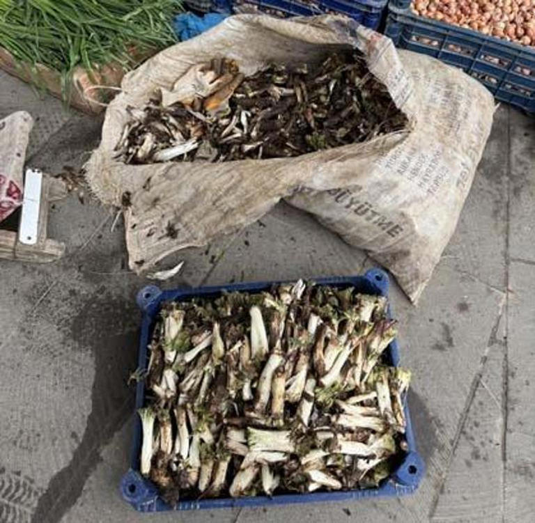 Doğada kendiliğinden yetişiyor! Kilosu 250 liradan satılıyor
