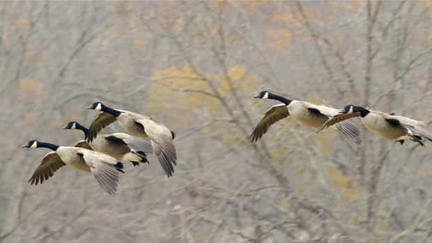 Spring migration stokes concerns of avian flu for Quebec poultry farmers