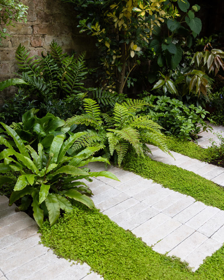 This London garden uses 'mind-your-own-business' over lawn