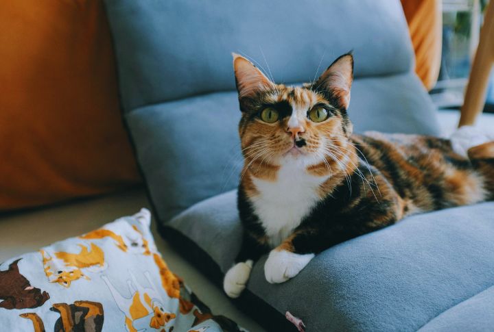 How to win your cat's heart every night