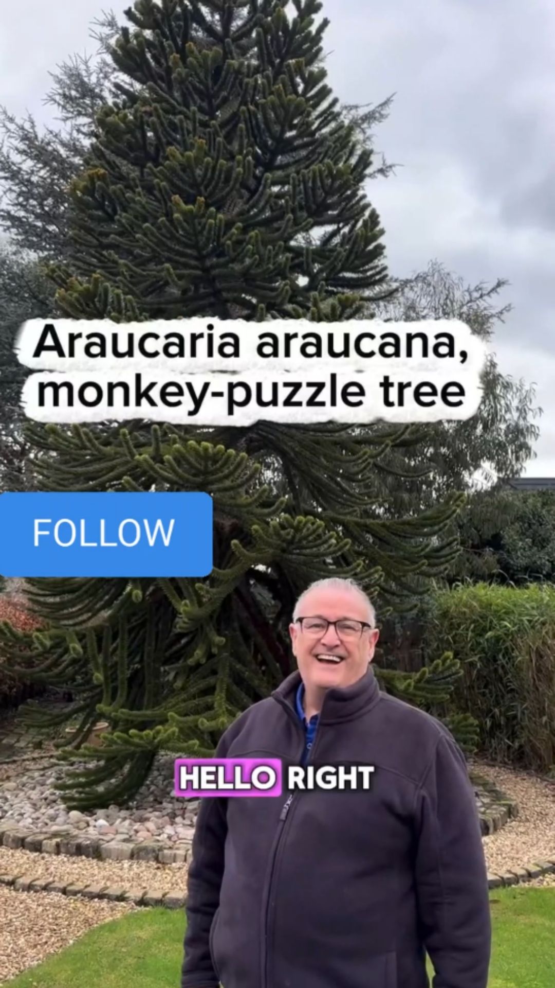 Monkey puzzle tree a unique garden statement