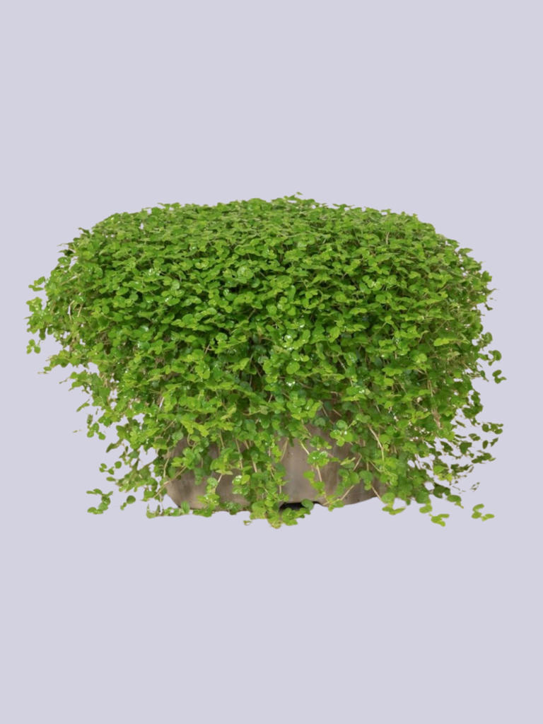 This London garden uses 'mind-your-own-business' over lawn