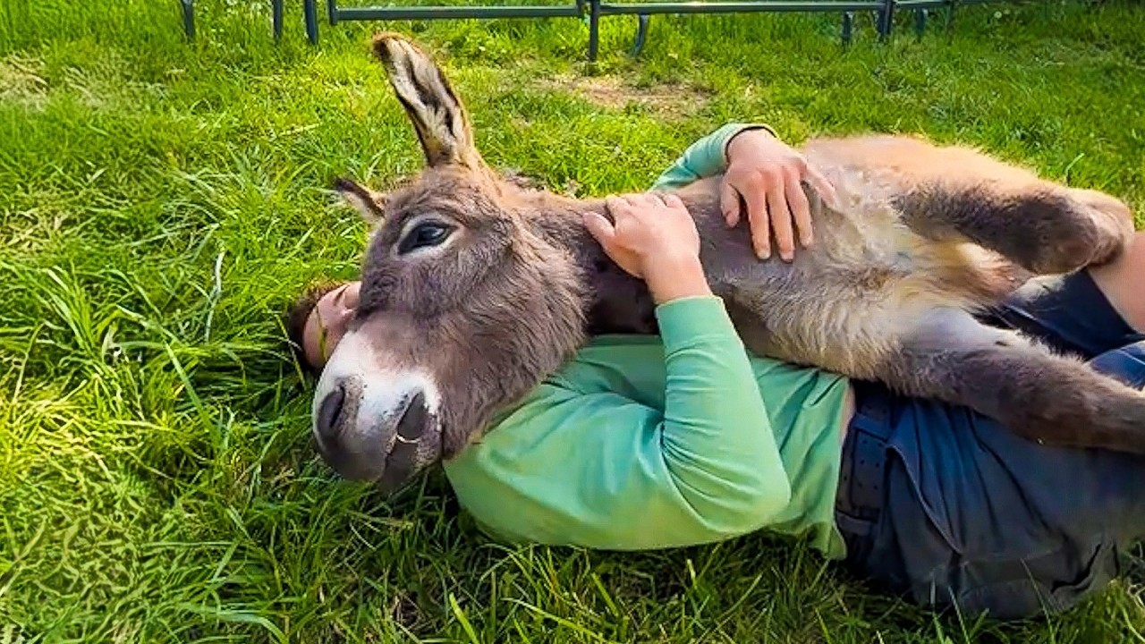 He never planned to be a donkey dad - but life had other plans