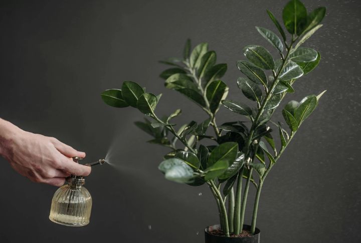The best 10 indoor plants for low-light environments
