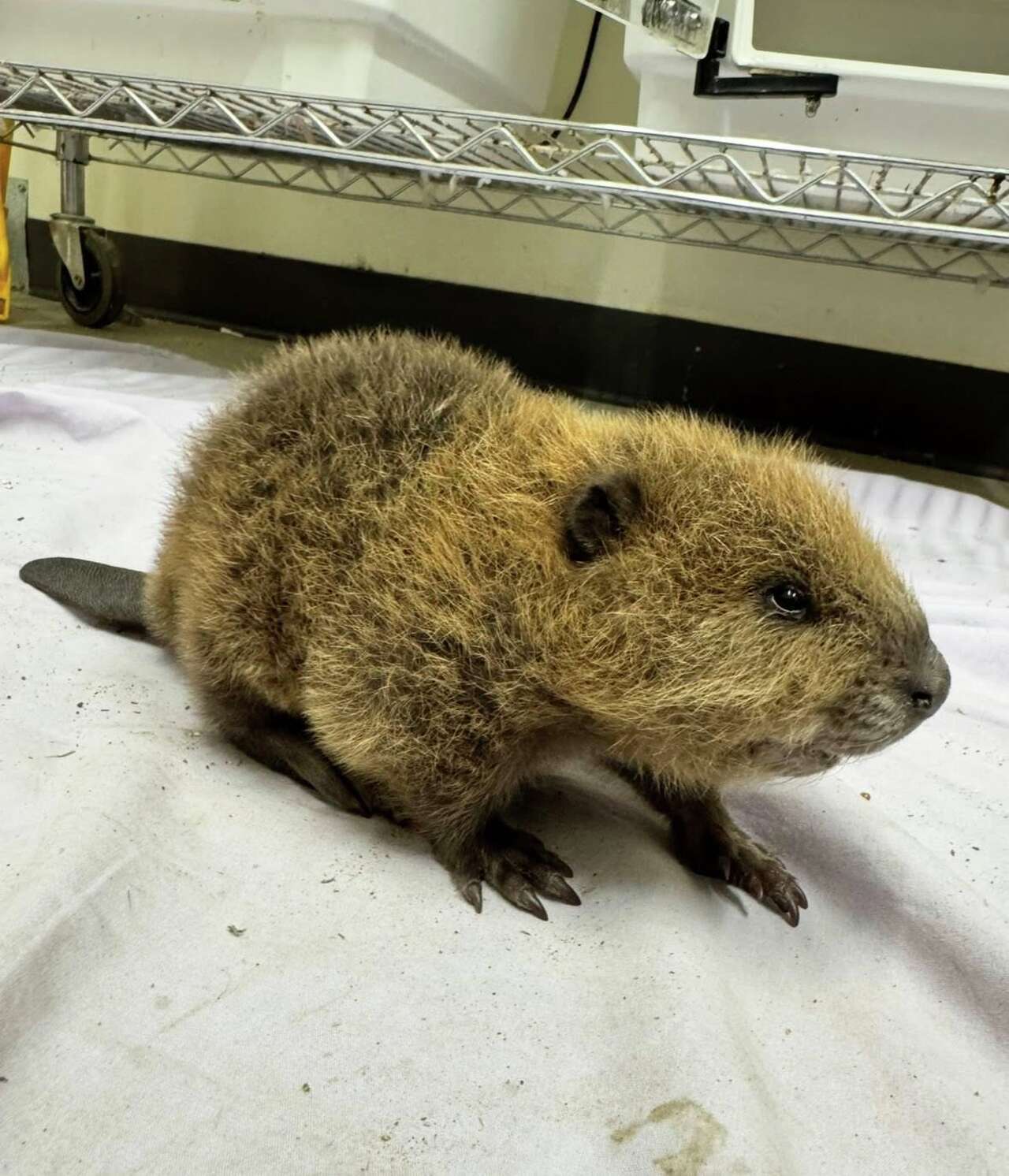 Rare baby beaver rescued in Austin after storms, wildlife group says