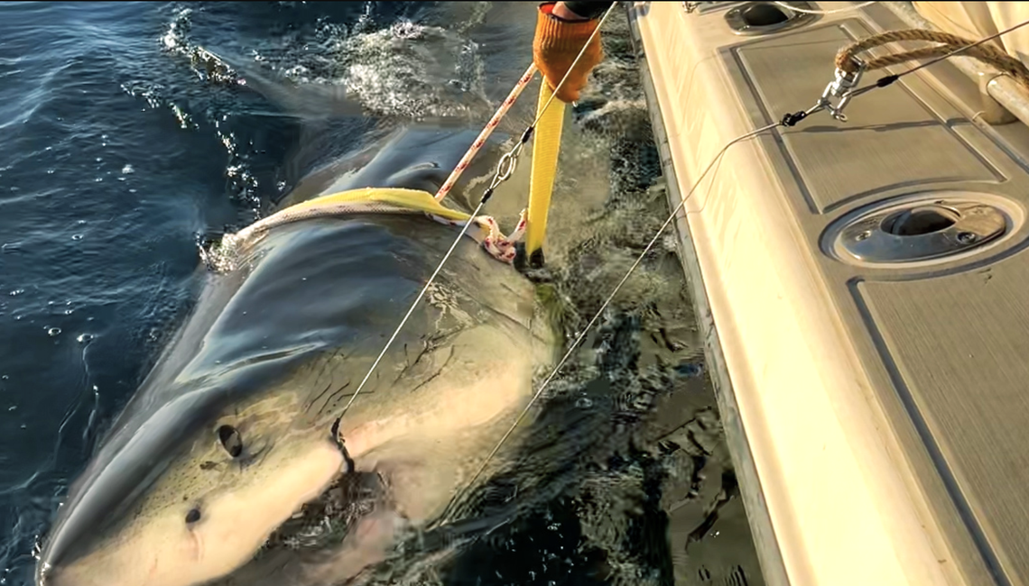 1,600-pound shark swimming in deep waters off Myrtle Beach and ...