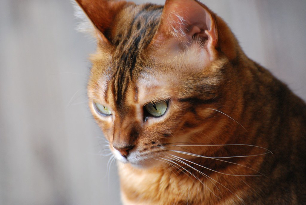 10 difficulties of owning a Bengal cat