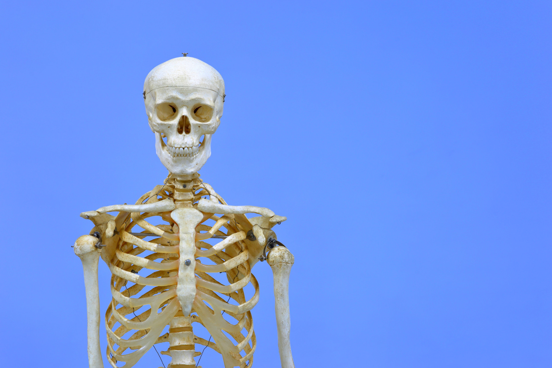 Allt du behöver veta om skelettet