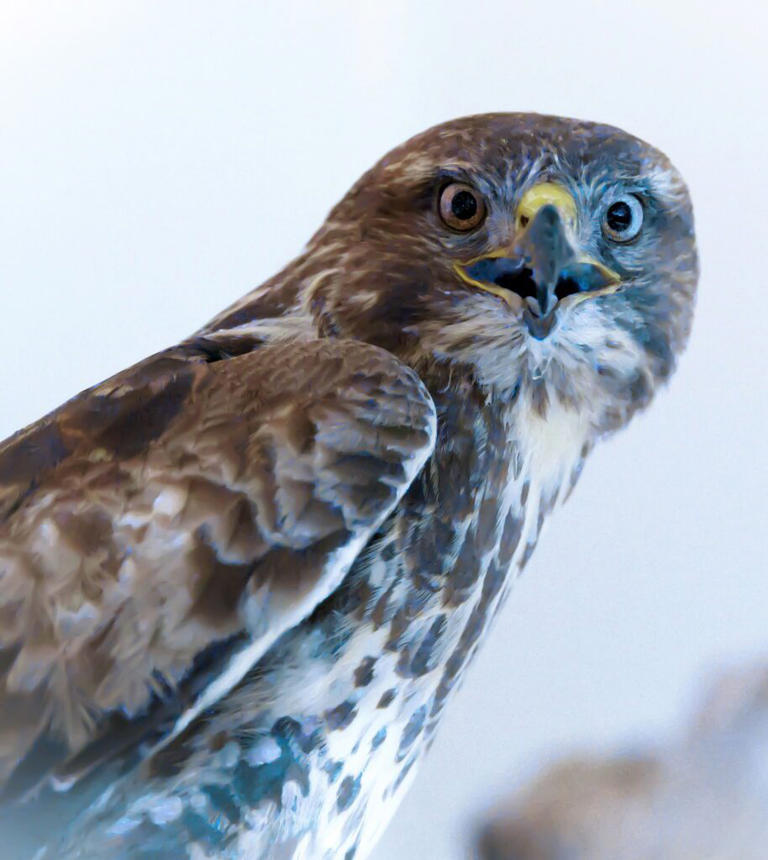 Buzzard 'lucky to be alive' after becoming stuck in 4×4 bumper