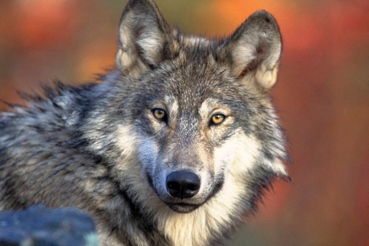 Parents of toddler injured by wolf at ZooAmerica charged