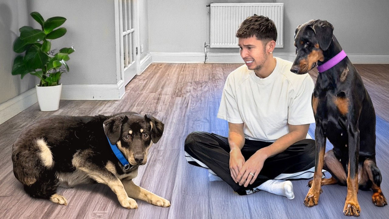 Doberman gently approaches terrified rescue dog