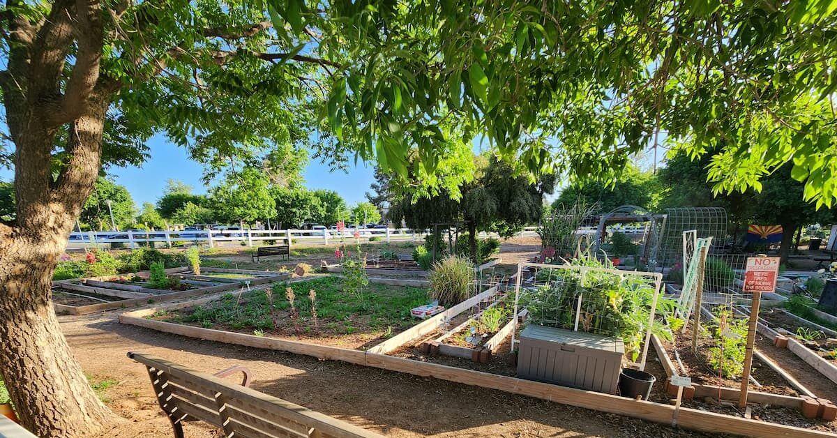 Art, flowers, food and stars: Mesa, Arizona, offers more than spring ...