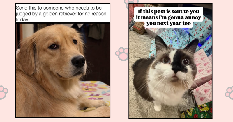 A pet pawrent's purrfect storm of precious Tuesday memes