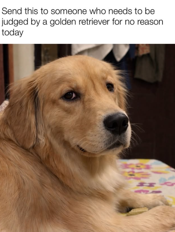 A pet pawrent's purrfect storm of precious Tuesday memes