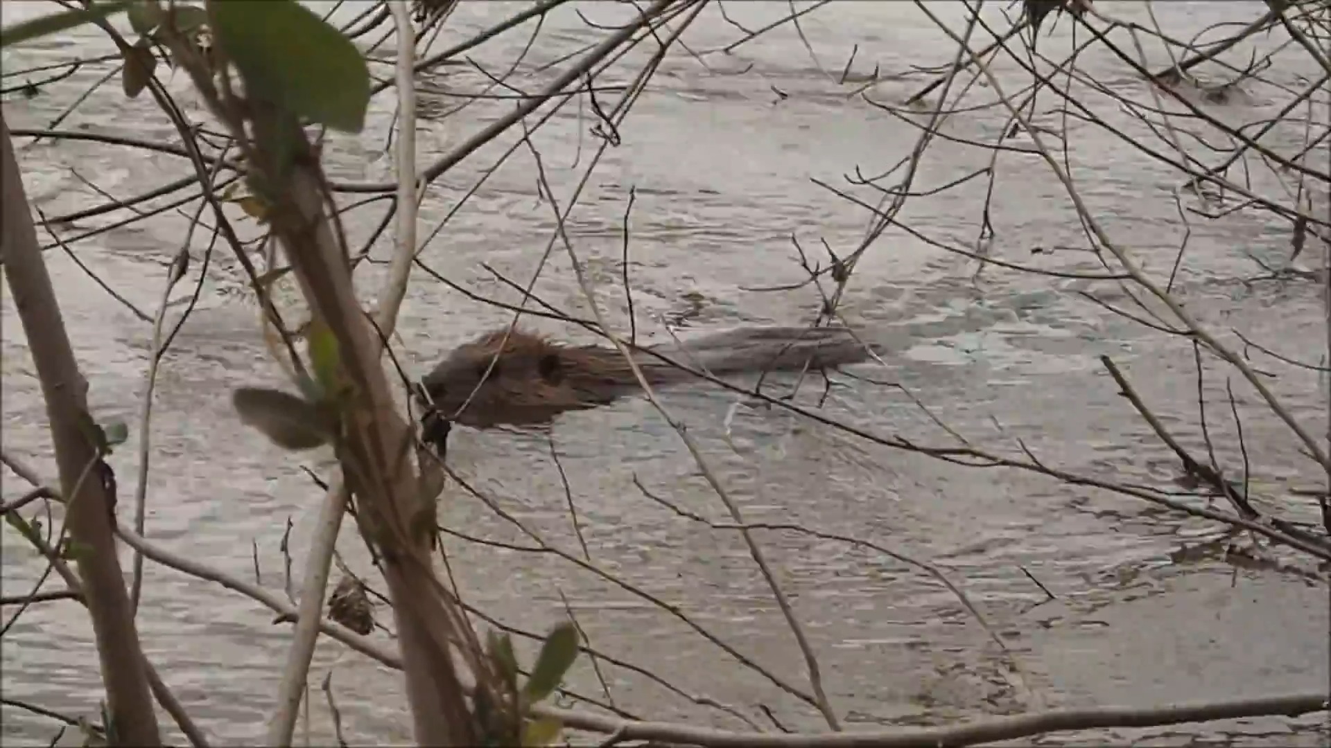A monster giant beaver warned them, dove under, then reappeared like it ...