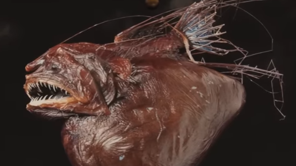Watch this deep-sea black devil rise from 2500m – it shouldn't be here