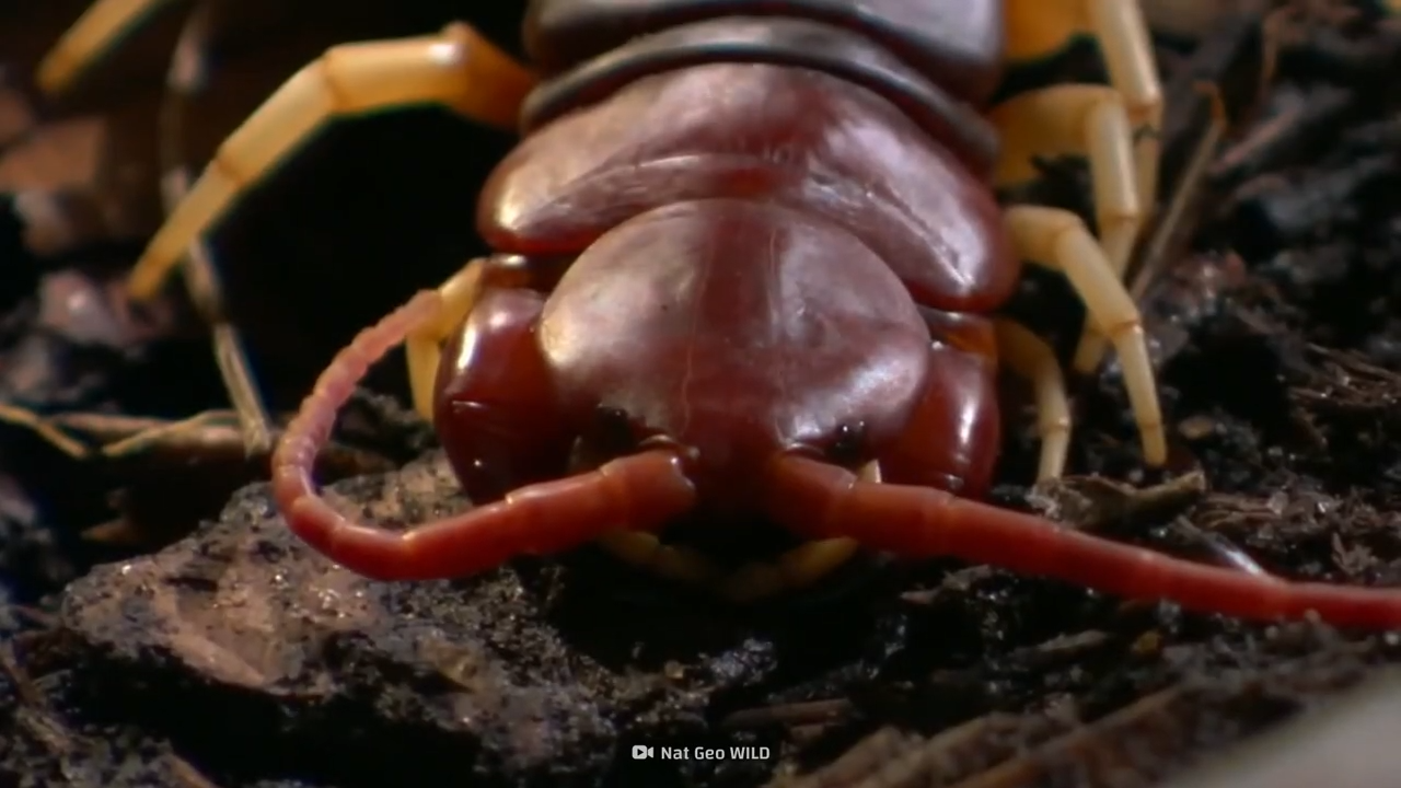Watch what happens when a centipede’s venom shuts down its prey’s ...