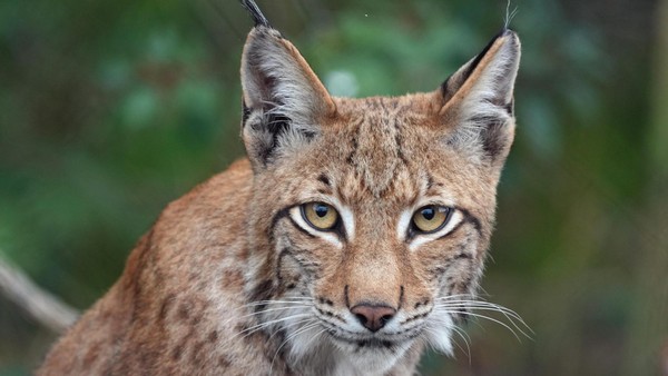 Luchs erfolgreich im Harz angesiedelt – wiederholt Attacken auf Schafherden