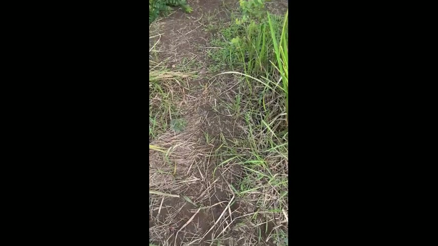 Singer falls as branch breaks while singing nursery rhyme in Dapitan ...