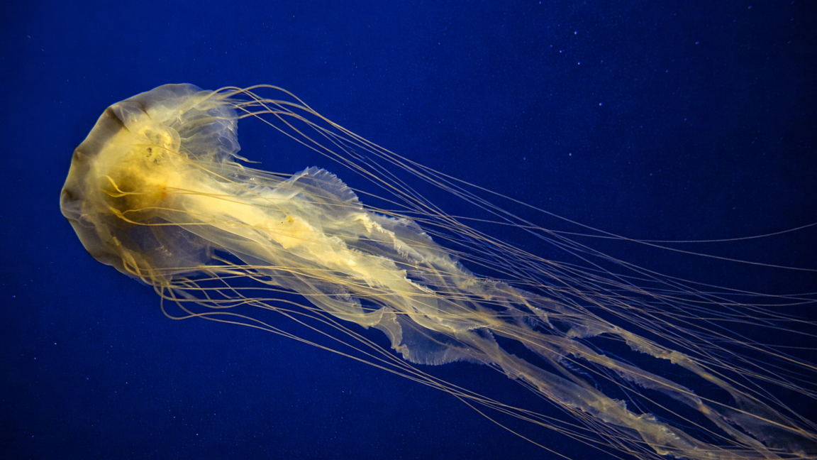 Medusa luminosa che si muove nel profondo oceano blu