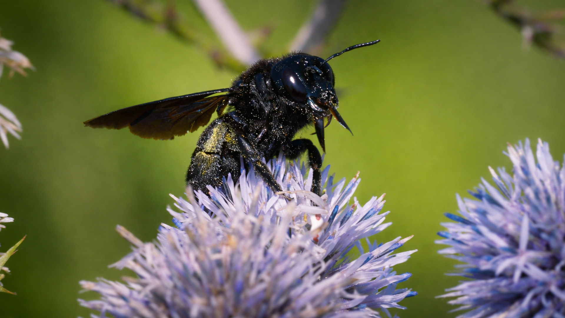 Close-upbeelden tonen een krachtige bij die nectar verzamelt