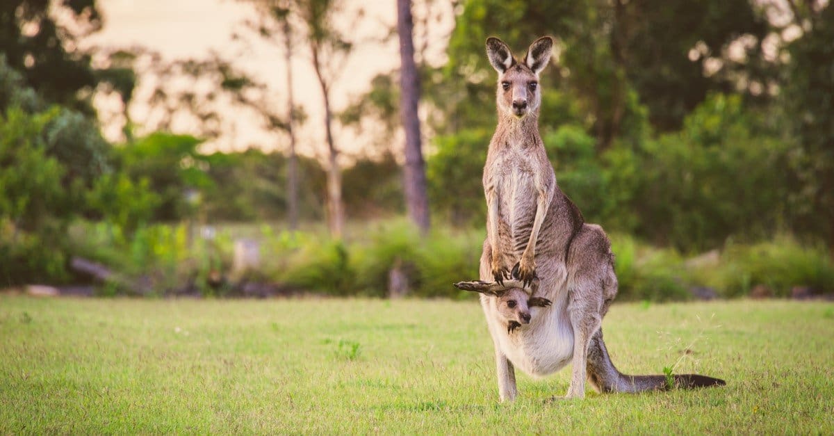 12 animals with the strangest adaptations for survival