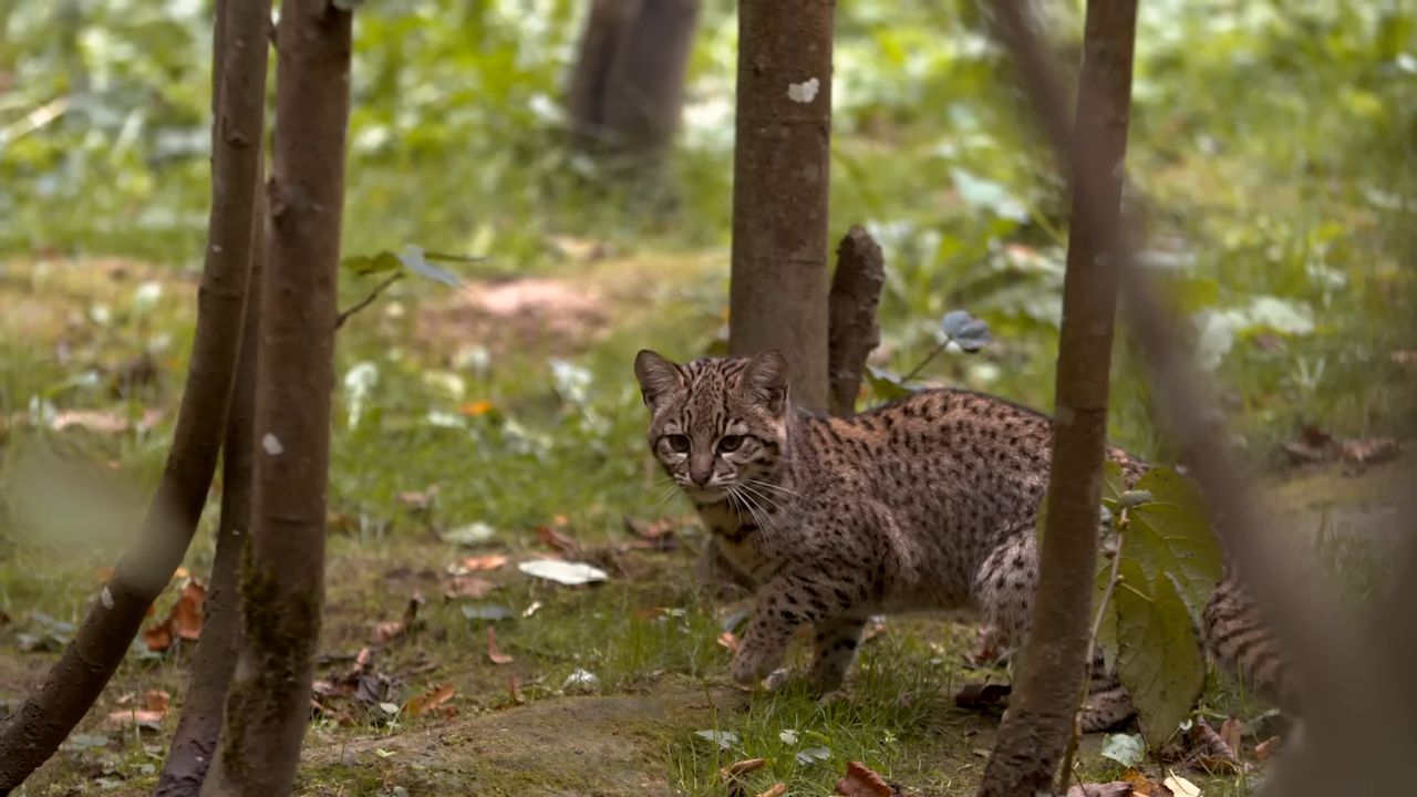 Watch what happens when the rarest wild cat appears like a ghost in the ...