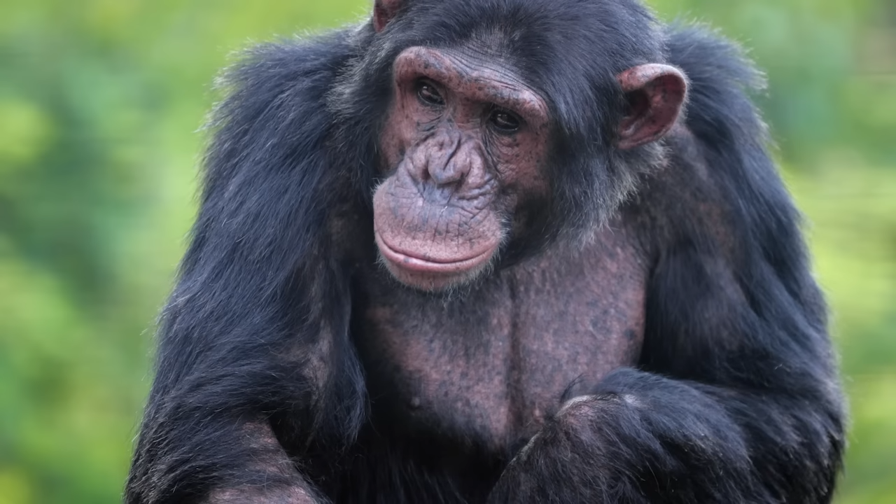 Watch an animal 5x stronger than humans attack – "No escape"